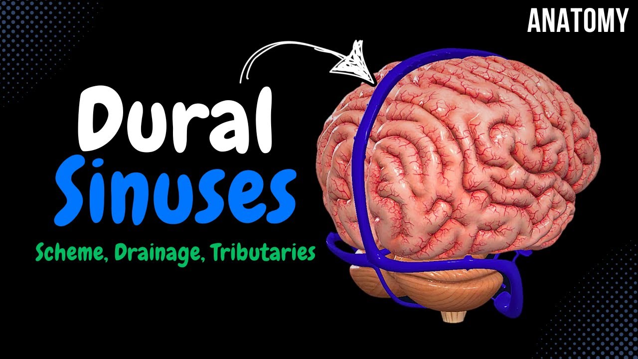 Dural Venous Sinuses (Location + Visual Scheme) | Anatomy - YouTube