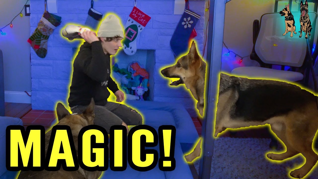 German Shepherd Pranked by Magic! - YouTube