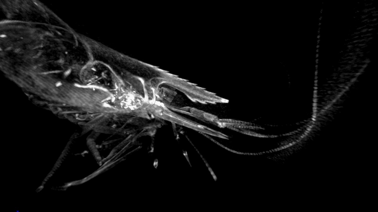 Palaemonetes pugio - YouTube