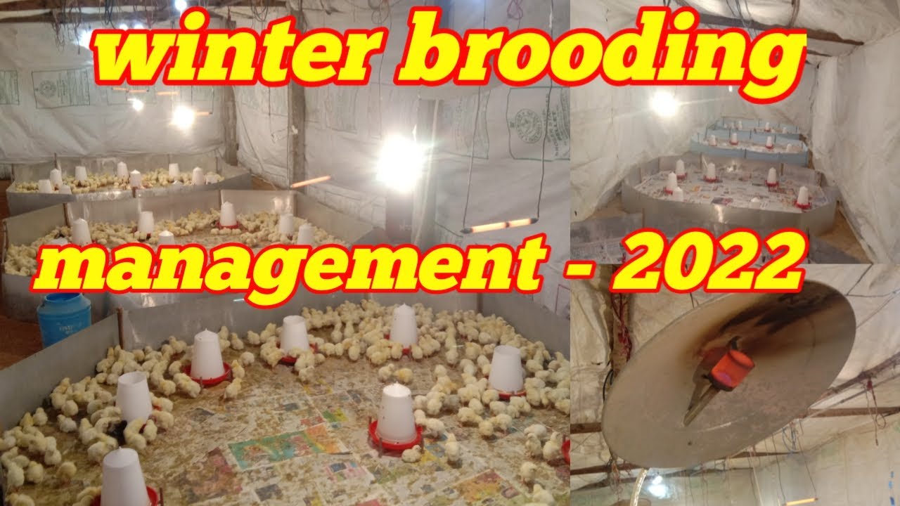 Brooding management in winter, how to make broiler brooding in winter ...