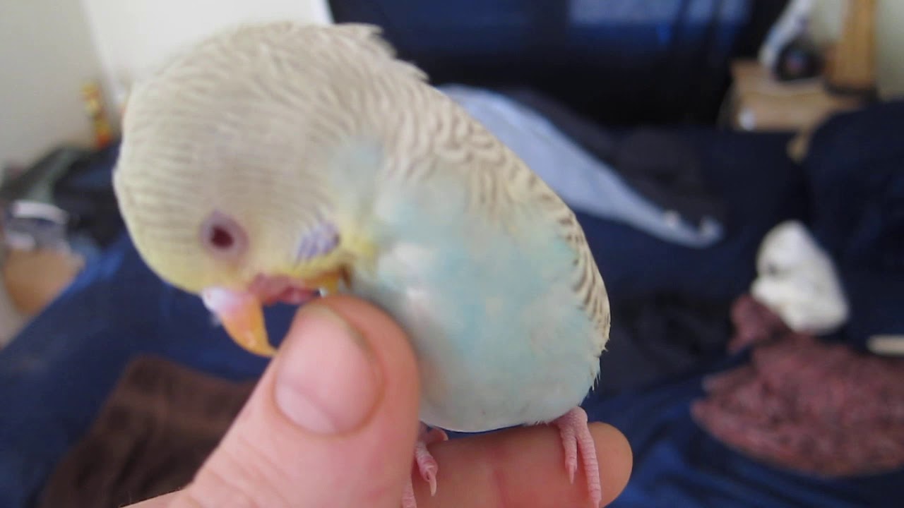 Red eyed baby keet - YouTube