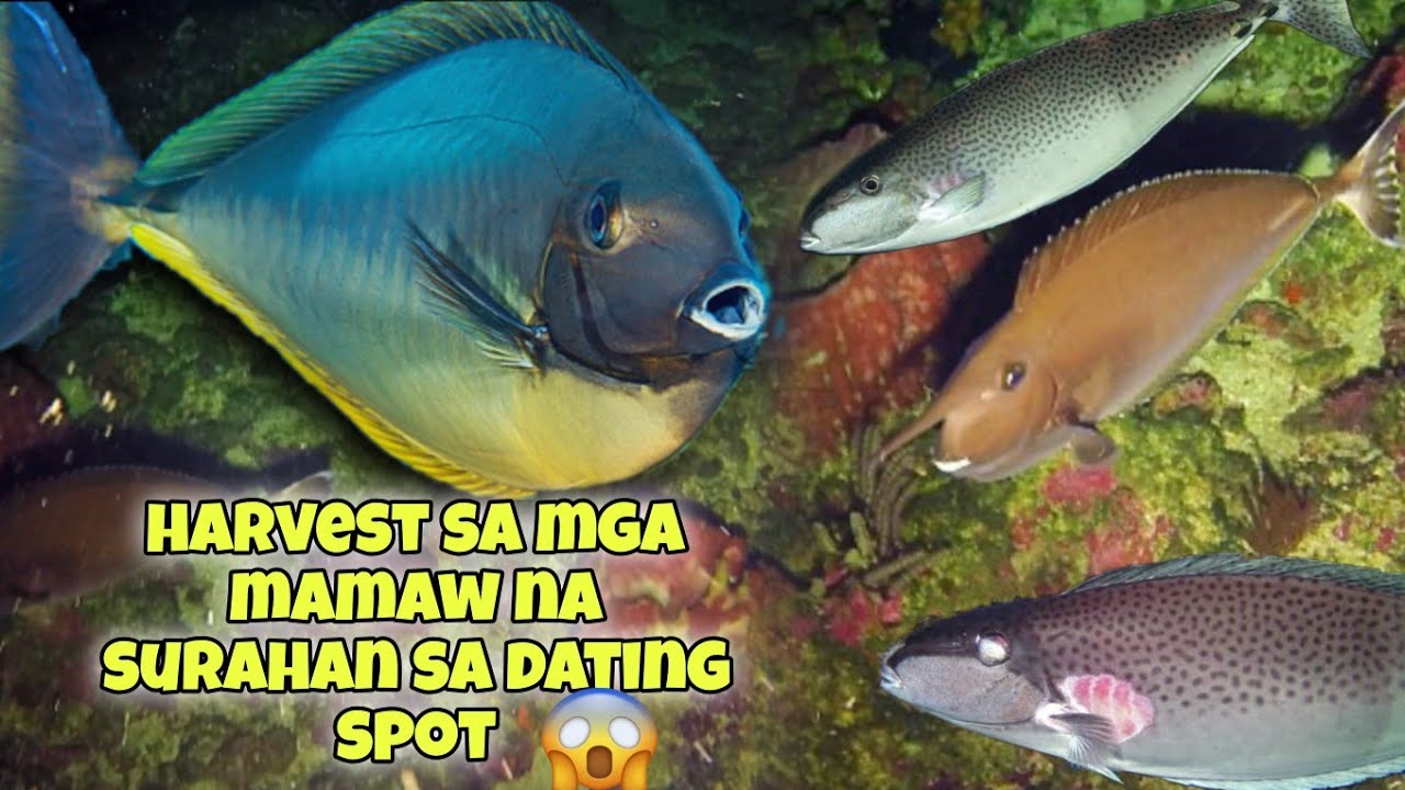 eps.205 DIVE1 HARVEST SA MGA MAMAW NA SURAHAN SA DATING SPOT😱 JACKPOT ...