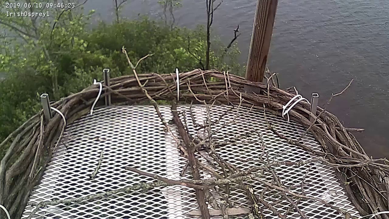 Irish Osprey Live Stream - YouTube