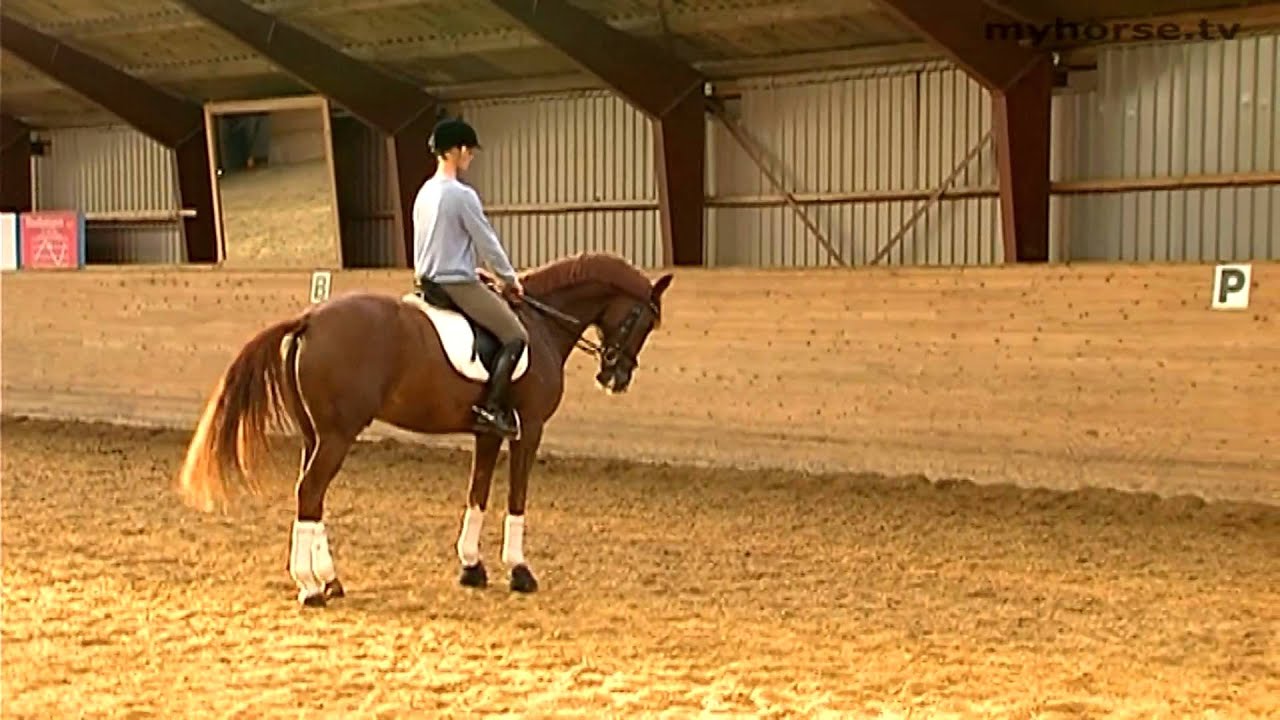 Dressage Exercise - Halt Rein Back - YouTube