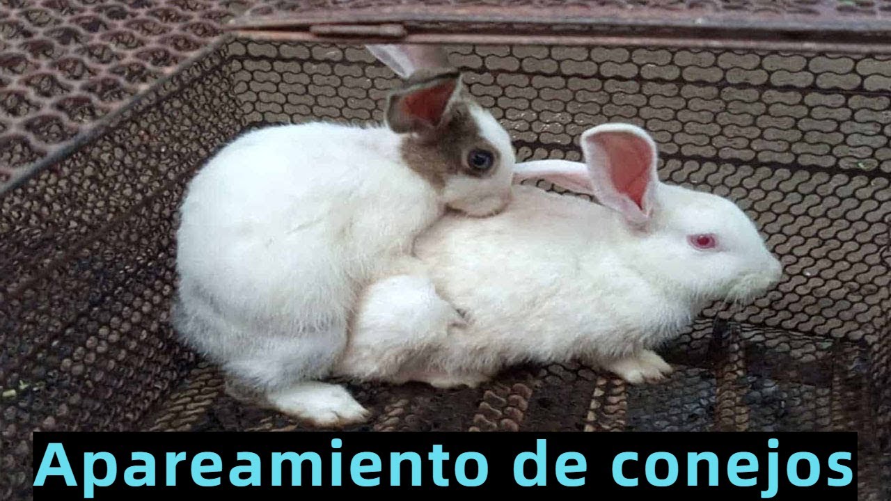 Apareamiento de conejos - YouTube