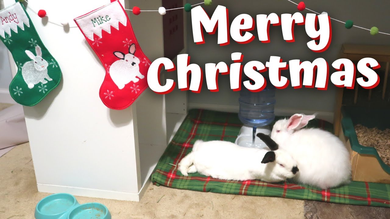 Merry Christmas from The Tiny Herd 🎄 - YouTube