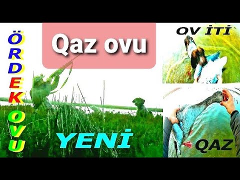 Qaz ve ördək ovu, ov iti dratxarla (sarısu)