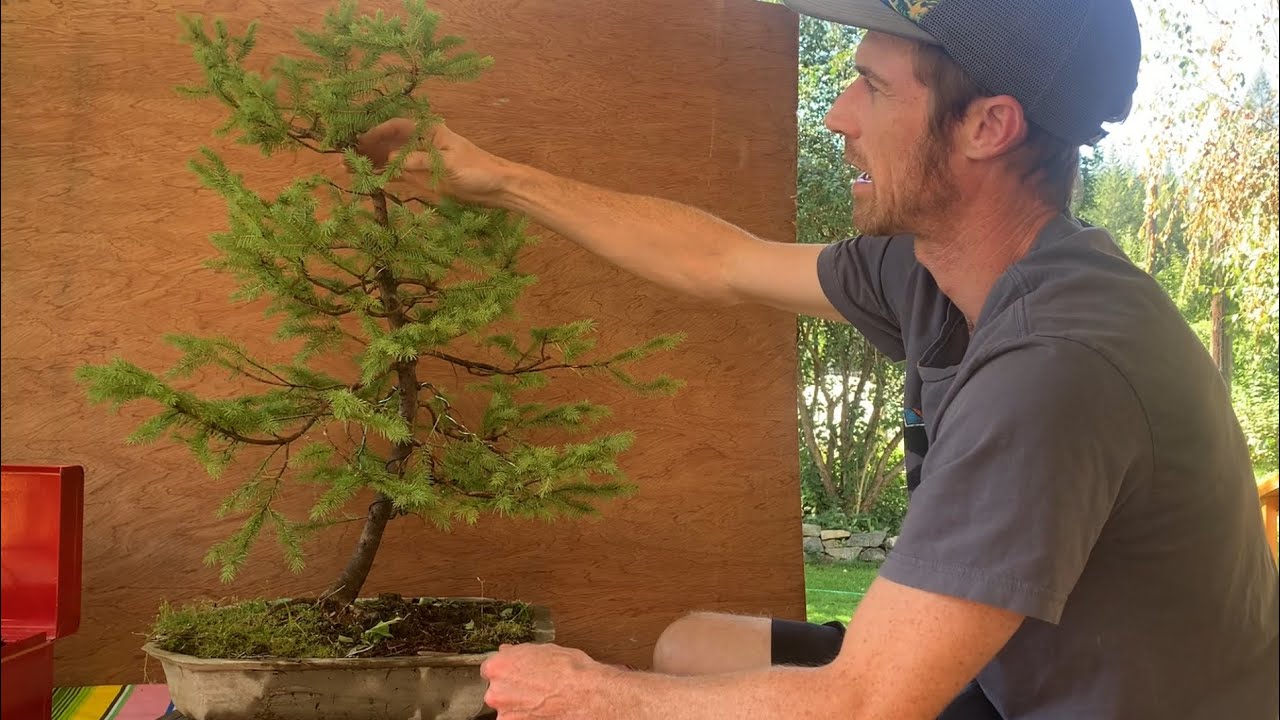 Spruce Bonsai Styling + Small Norway Maple Bonsai - YouTube