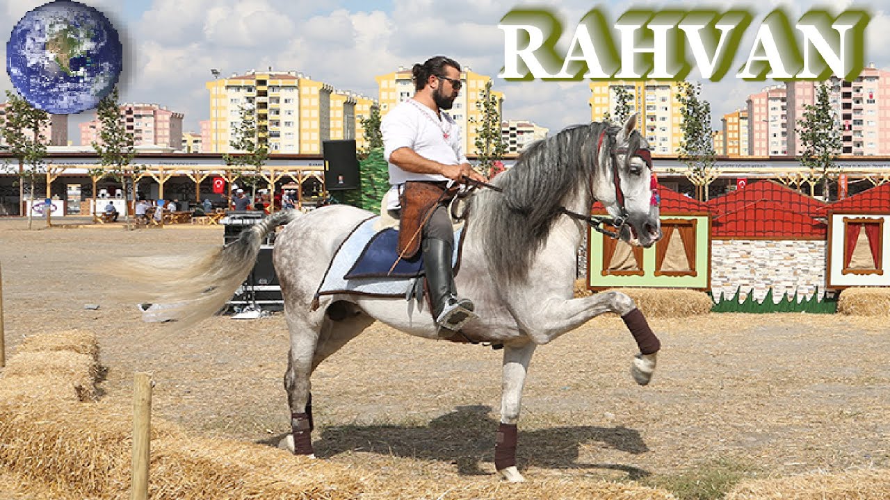 TOP Beautiful Rahvan Horse in the World! - YouTube
