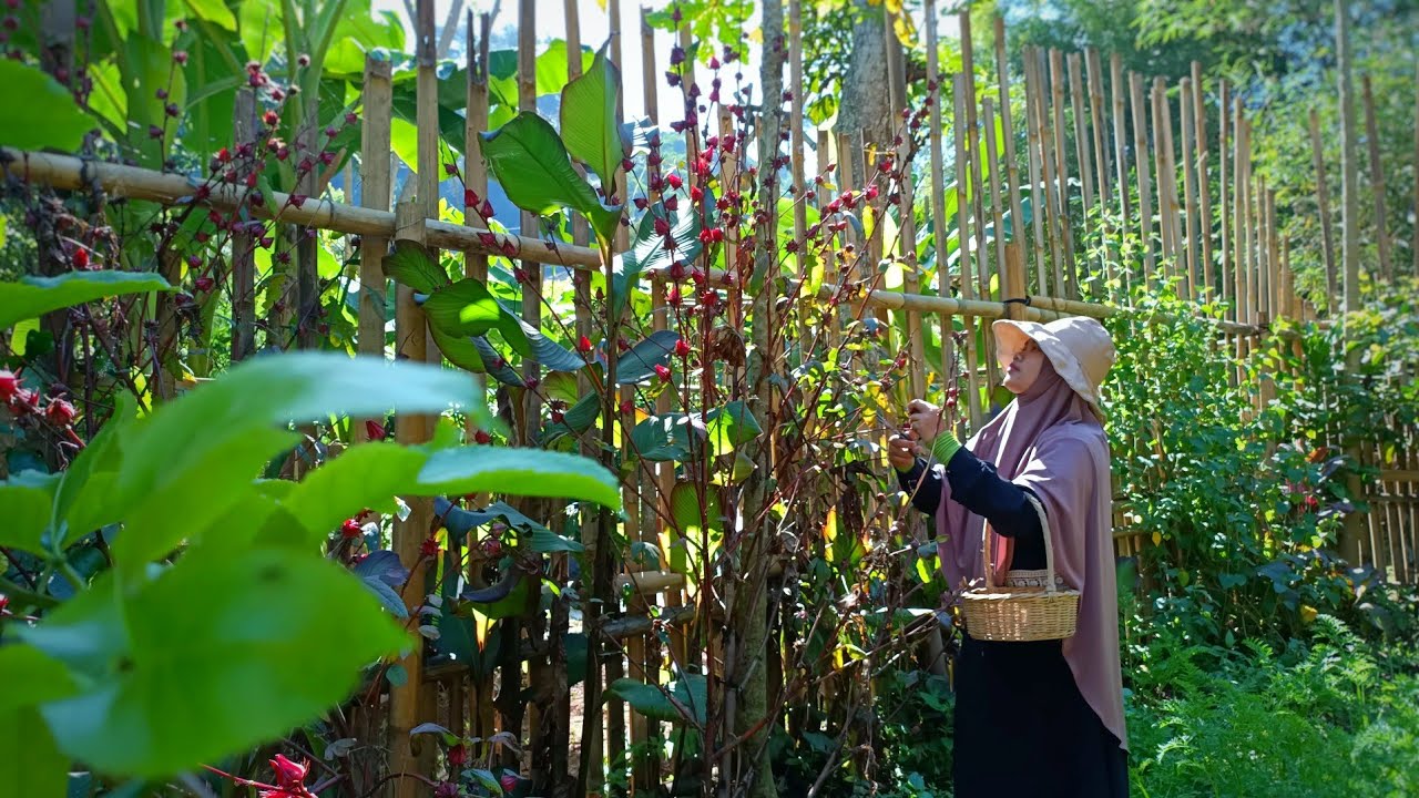 Part 1 Panen si merah berkhasiat | ternyata enak juga di rujak! | Hidup ...