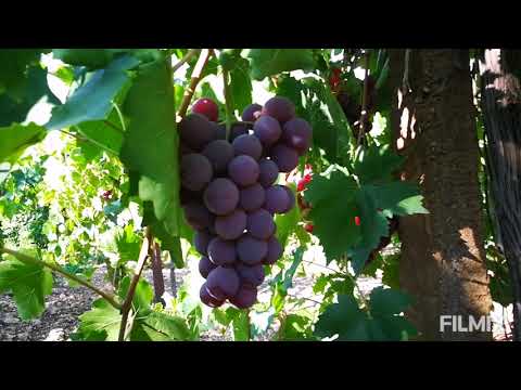 bağ bozumu üzüm hasadı Mersin Çamlıyayla Grape Harvest Turkey