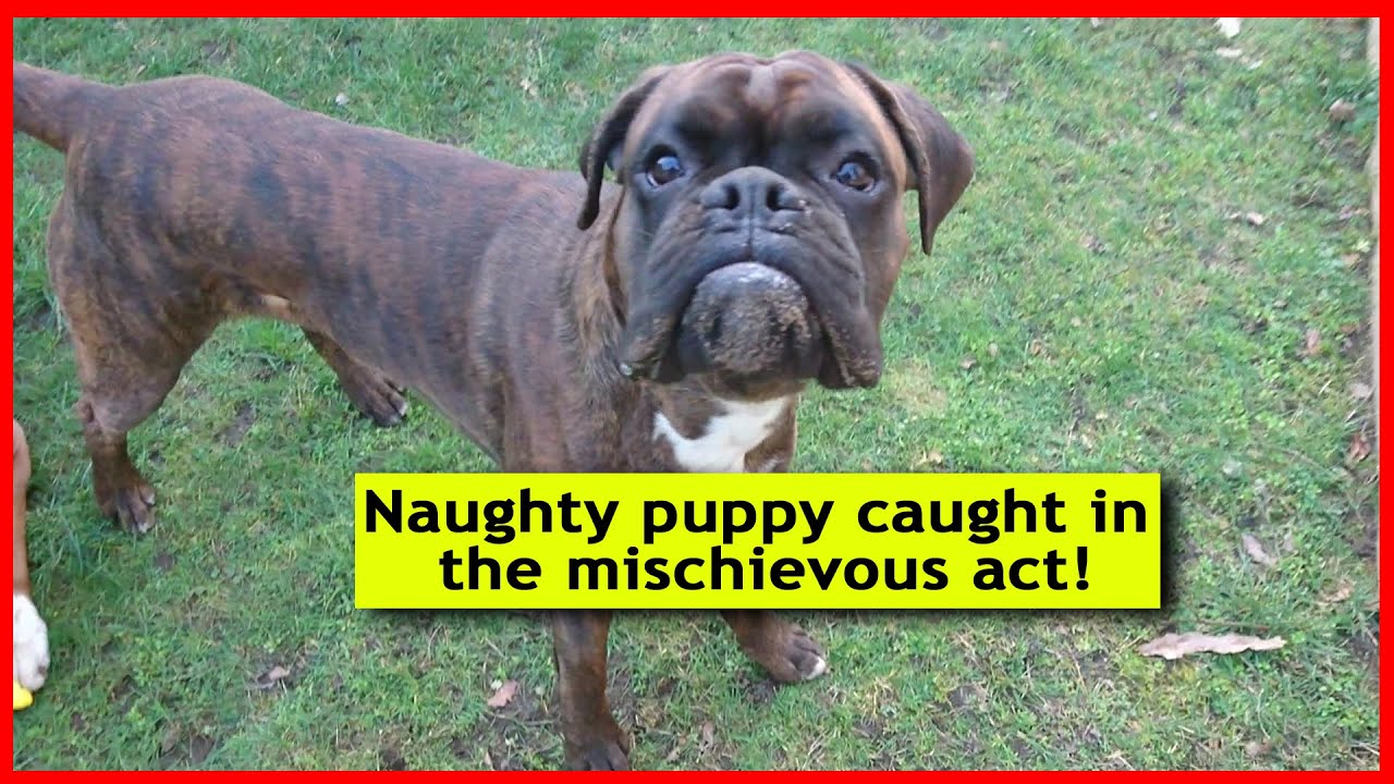 Naughty puppy caught in the mischievous act by surveillance camera! 😂😠 ...
