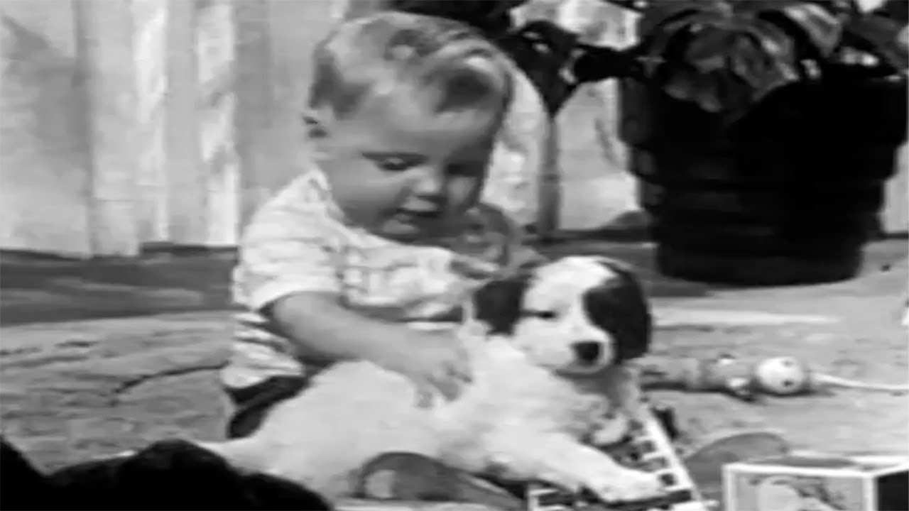 'Ken-L Ration' Insane Dog Food Commercial | 1959 Classic Television ...