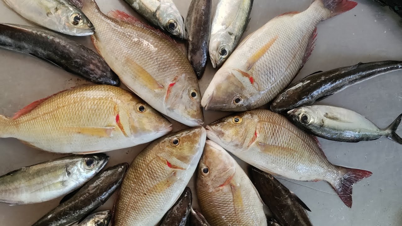 BEE 🐝 RICH FISH CORNER 🐠🐟😍 -29/03/2023-கடல் மீன் 🐟 7558104104#nagercoil ...