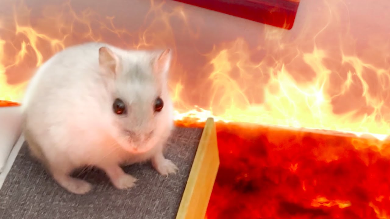 Escape from the Floor is Lava Hamster Maze 🐹 Hammy the Hamster - YouTube