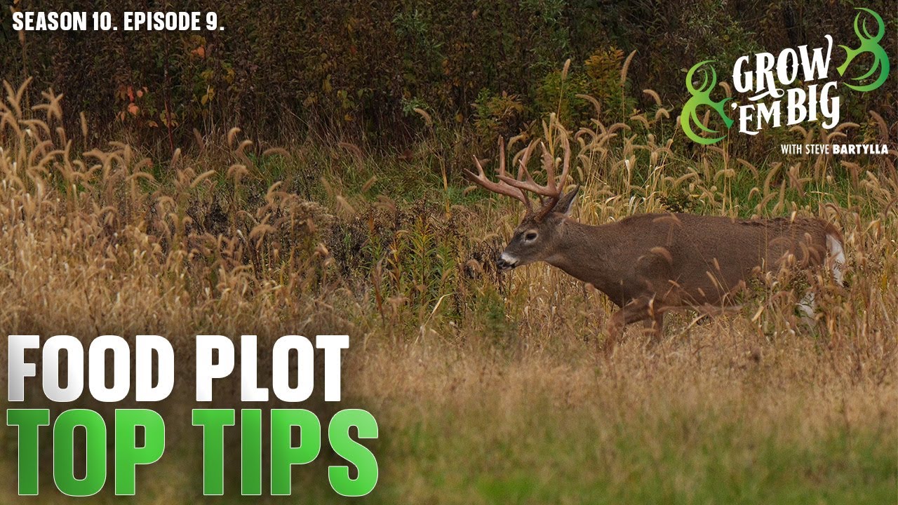 Expert Food Plot Tips - YouTube