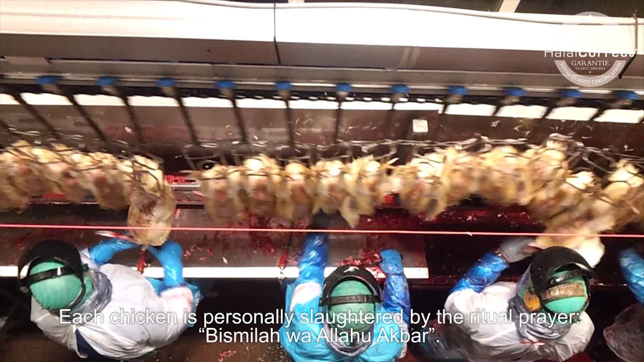 Halal Correct promotiefilm - YouTube