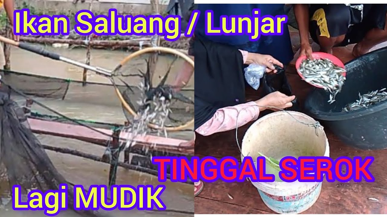 Ikan SALUANG pada MUDIK auto Panen || flooded river, harvesting saluang ...