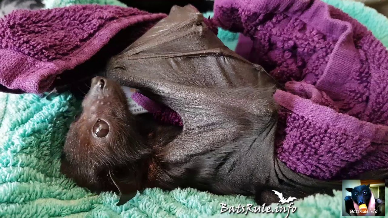 Bat Flying fox Fruit bat Megabat baby orphan. some quiet time. - YouTube