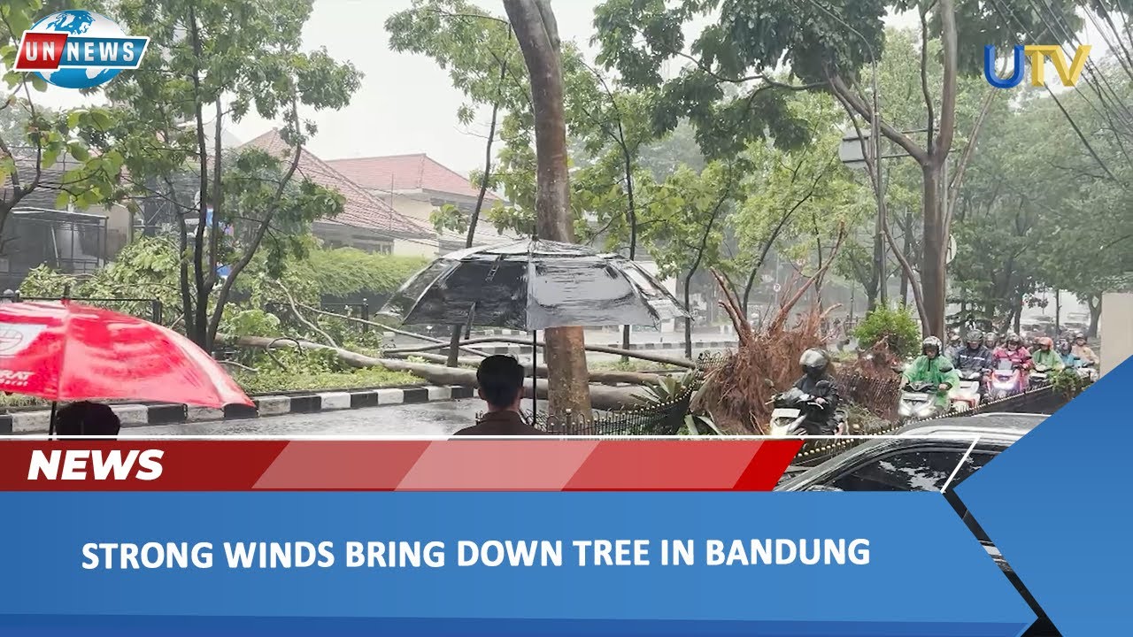 Strong Winds Bring Down Tree in Bandung | U World | UTV - YouTube