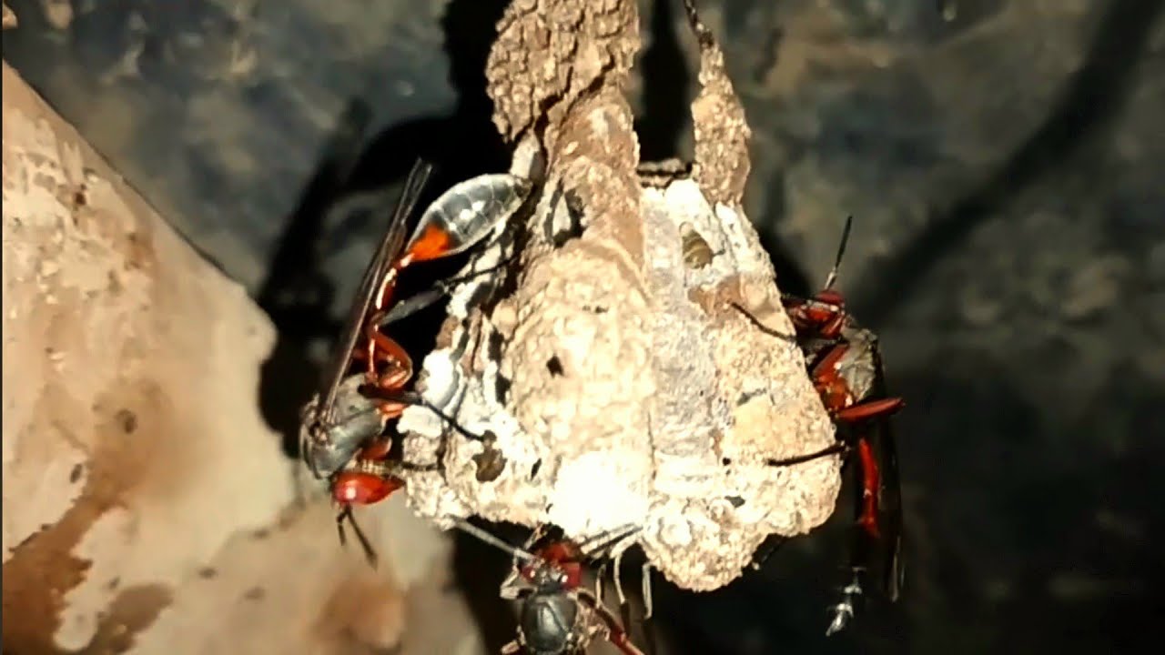 How The Thread-Waisted Wasps Chill Out On A Thunderous Day/Birds ...