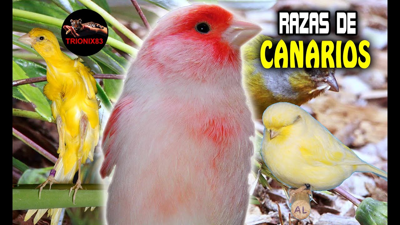 RAZAS DE CANARIOS QUE EXISTEN (Conoce los Canarios de Canto y los ...