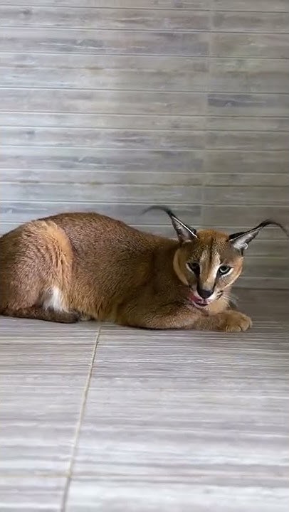 Реакция каракалов на мыльные пузыри с кошачьей мятой 😼 - YouTube