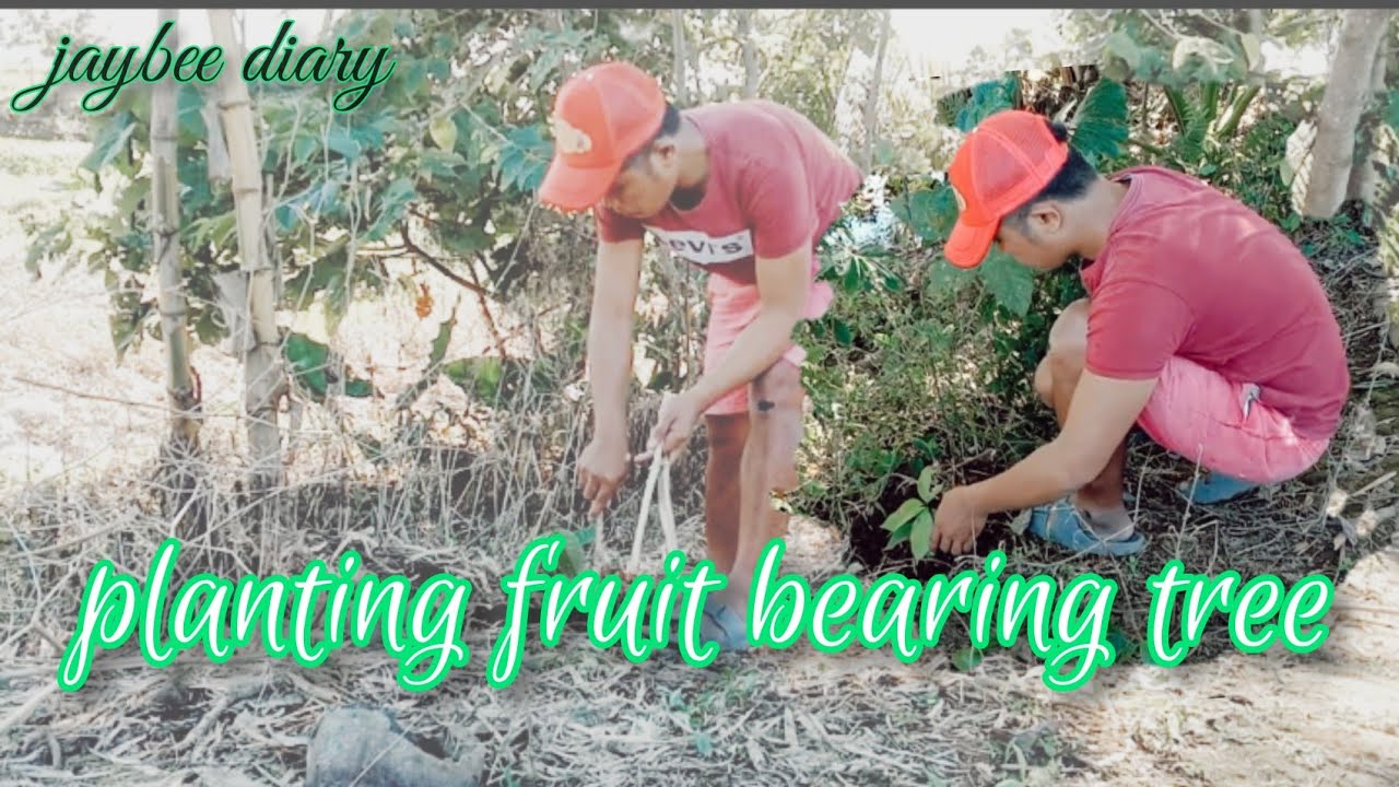FRUIT-BEARING TREES TO PLANT IN THE PHILIPPINES 💚 BEST FRUIT TREES TO ...