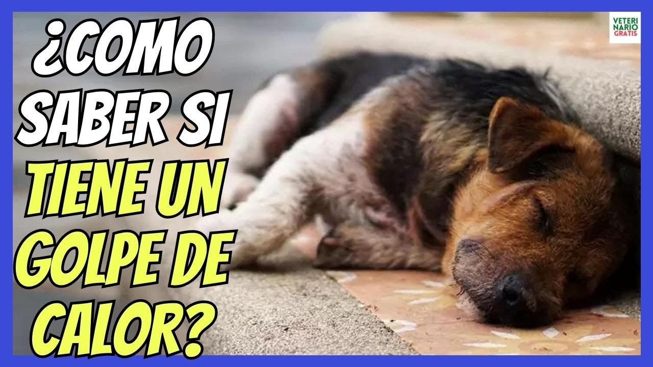 ¿COMO SABER SI MI PERRO TIENE UN GOLPE DE CALOR? - YouTube