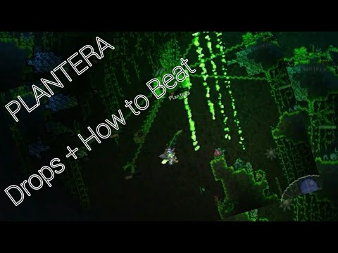 Plantera | Drops + How to Beat (Drops in the description) - YouTube