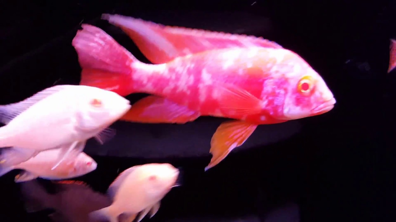 Aulonocara OB Firefish pink albino gescheckt SHOW von Julian 2018 - YouTube