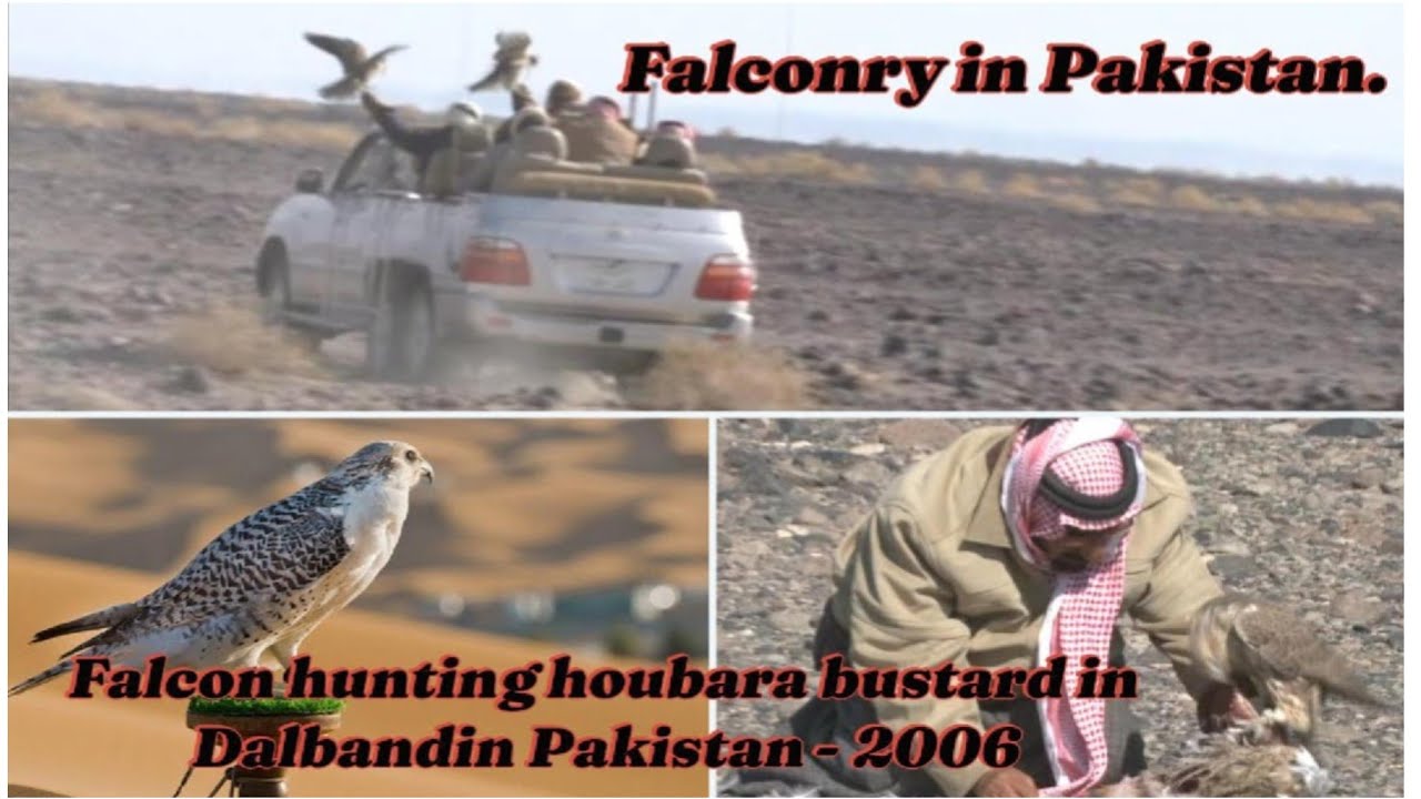Falcon hunting in Dalbandin Pakistan |2006| falconry | Houbara bustards ...