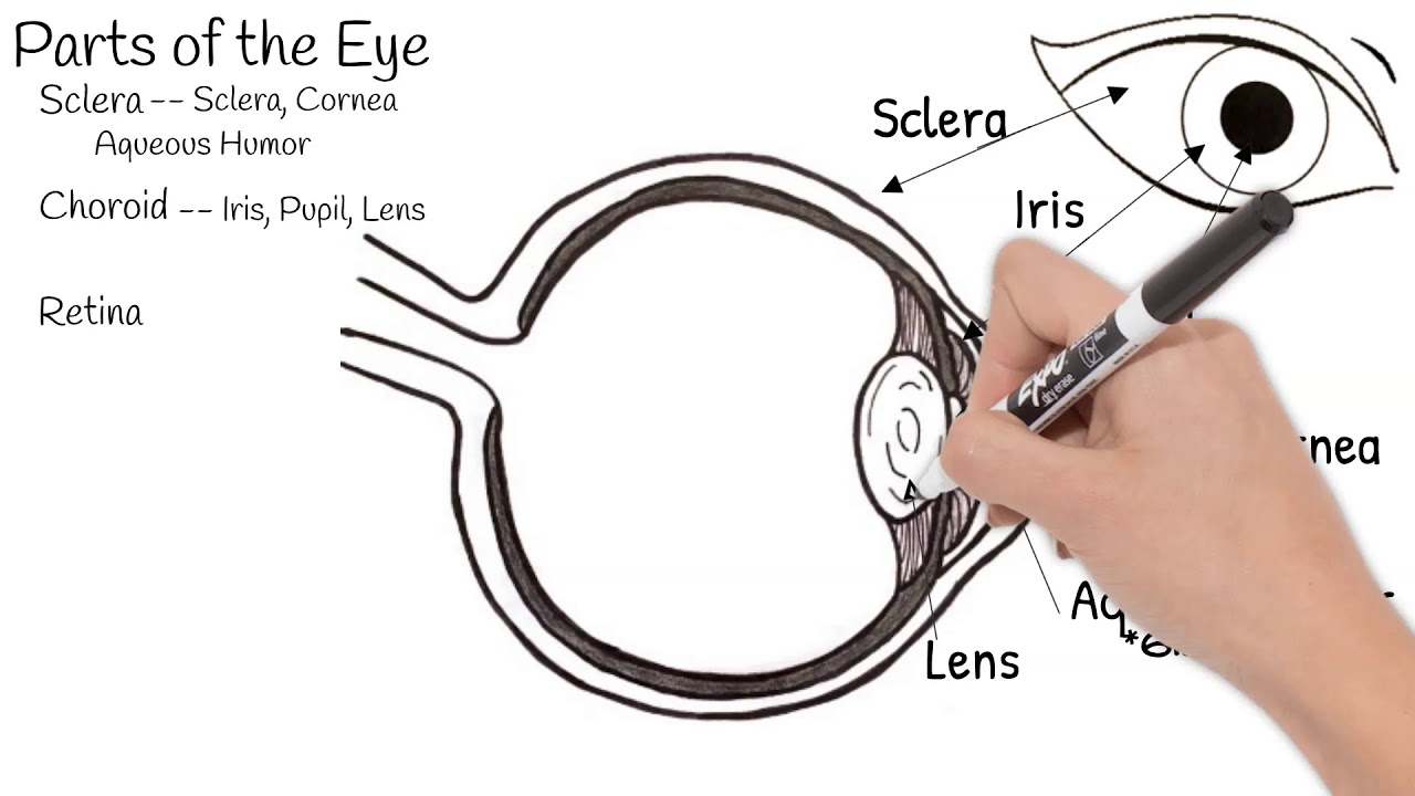 The Eye. Short Simple Science - YouTube