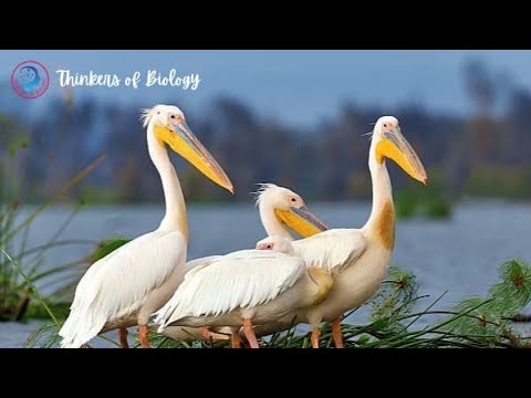 Pelican unique wildlife species | Great white pelican | Pelican sound ...