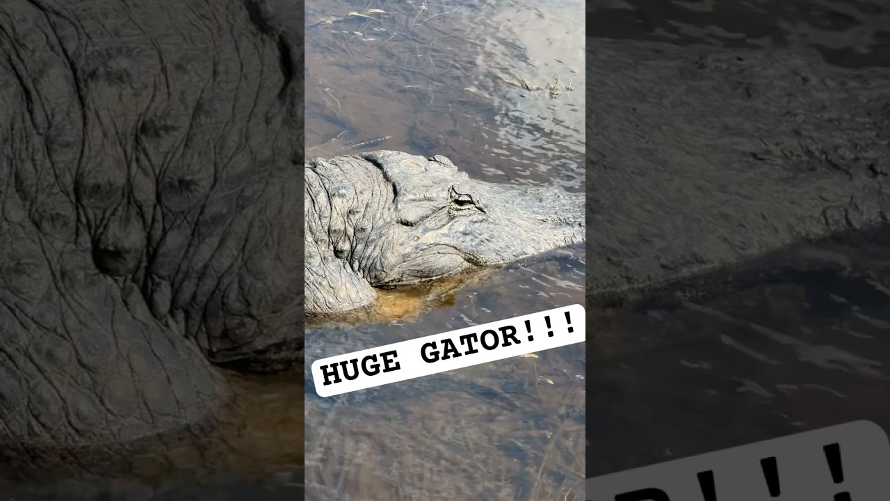 Big gator!! - when you live in South Florida this becomes normal # ...