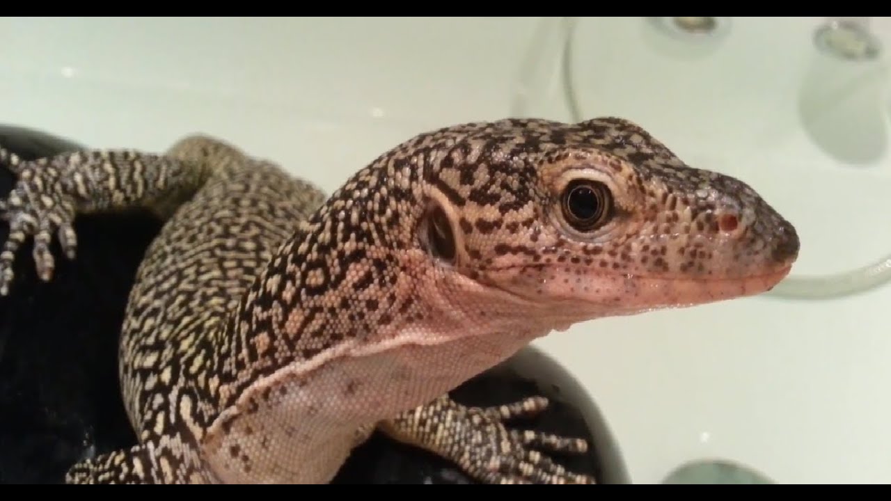 Mangrove monitor Varanus Indicus lizard relaxing in bath - YouTube