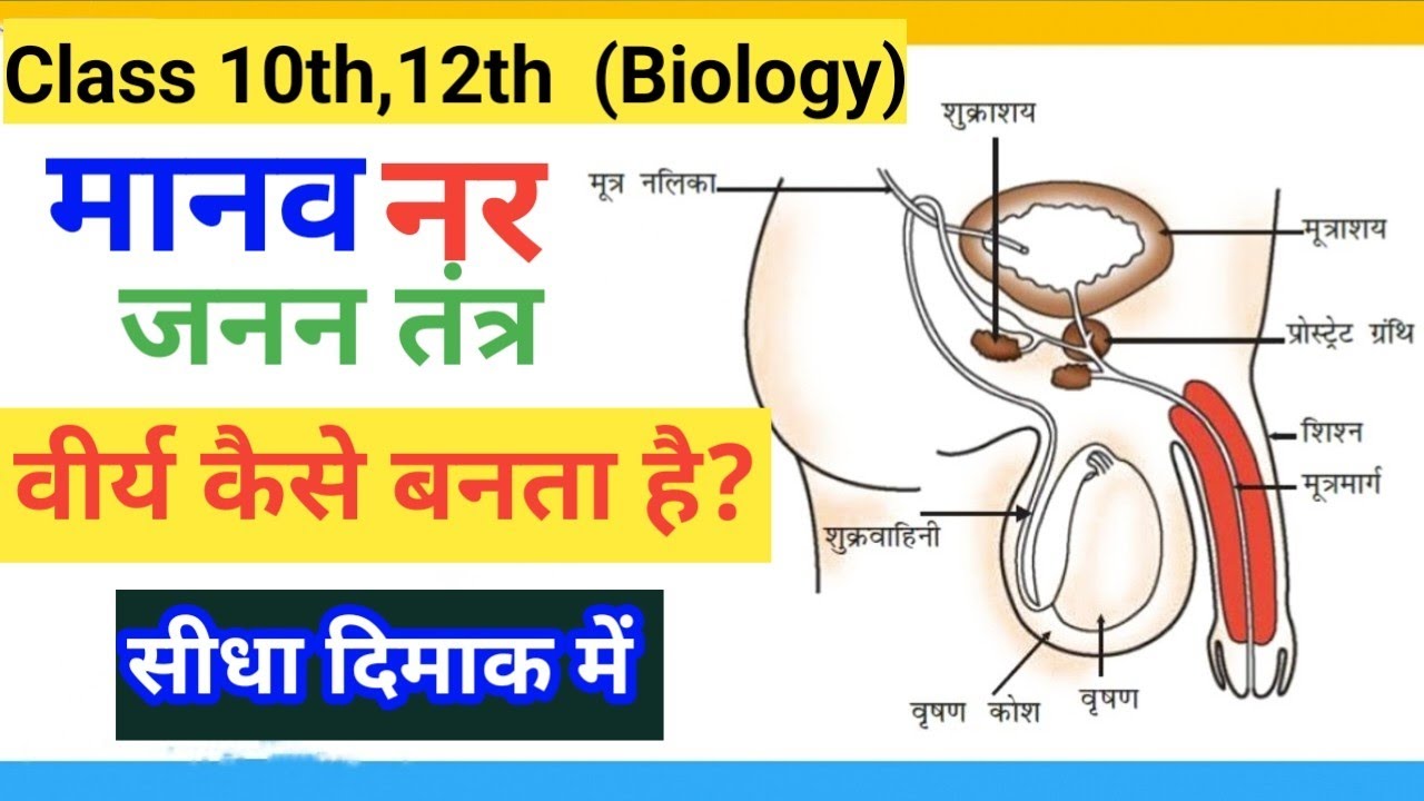 मानव नर जनन तंत्र | Male Reproductive system | वीर्य कैसे बनता है | manav nar janan tantra ka ...