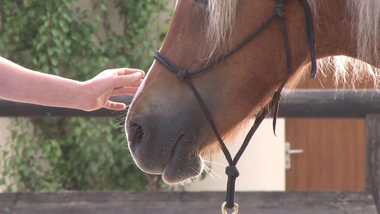 05 Installing your horses brakes with "Backing Up By The Nose" - YouTube