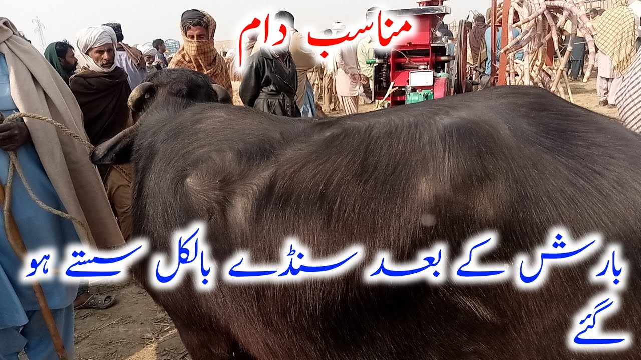 Muhammad Pur Buffalo Mandi 2024 || Sande Low Rate (28.02.24) - YouTube