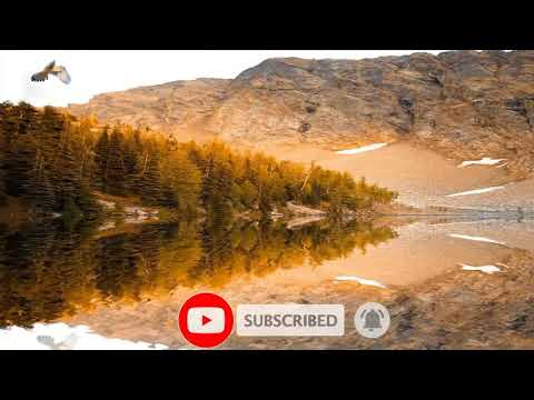 Golden Eagle Flying Slow Motion, Eagle Whatsapp Status