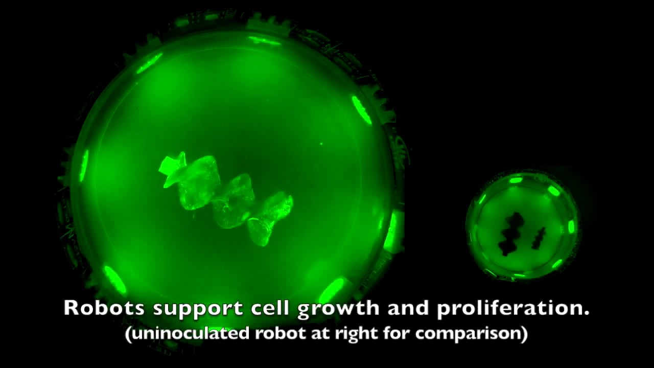 Toward Soft Micro Bio Robots for Cellular and Chemical Delivery - YouTube