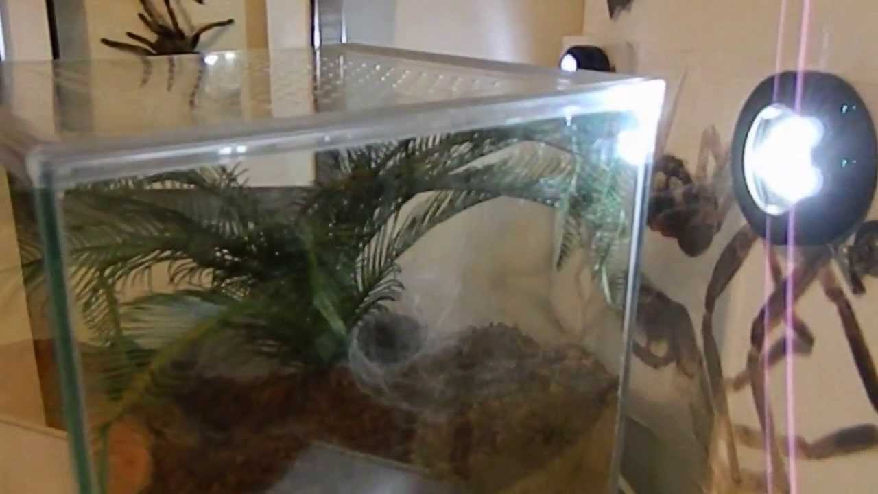 Tarantula Set Up Display Enclosure - Large Female Crassipes - YouTube