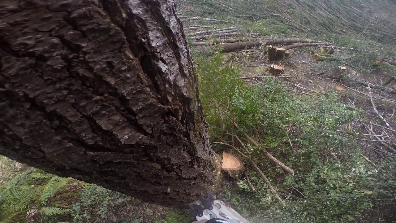 South Coast Timber Falling (part 3) - YouTube