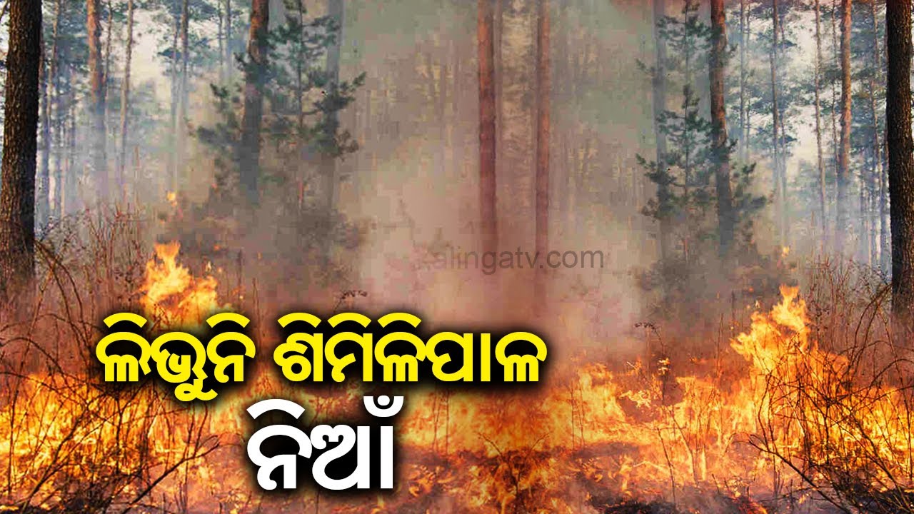 Forest fire continues in Similipal Reserve Forest of Odisha || Kalinga ...