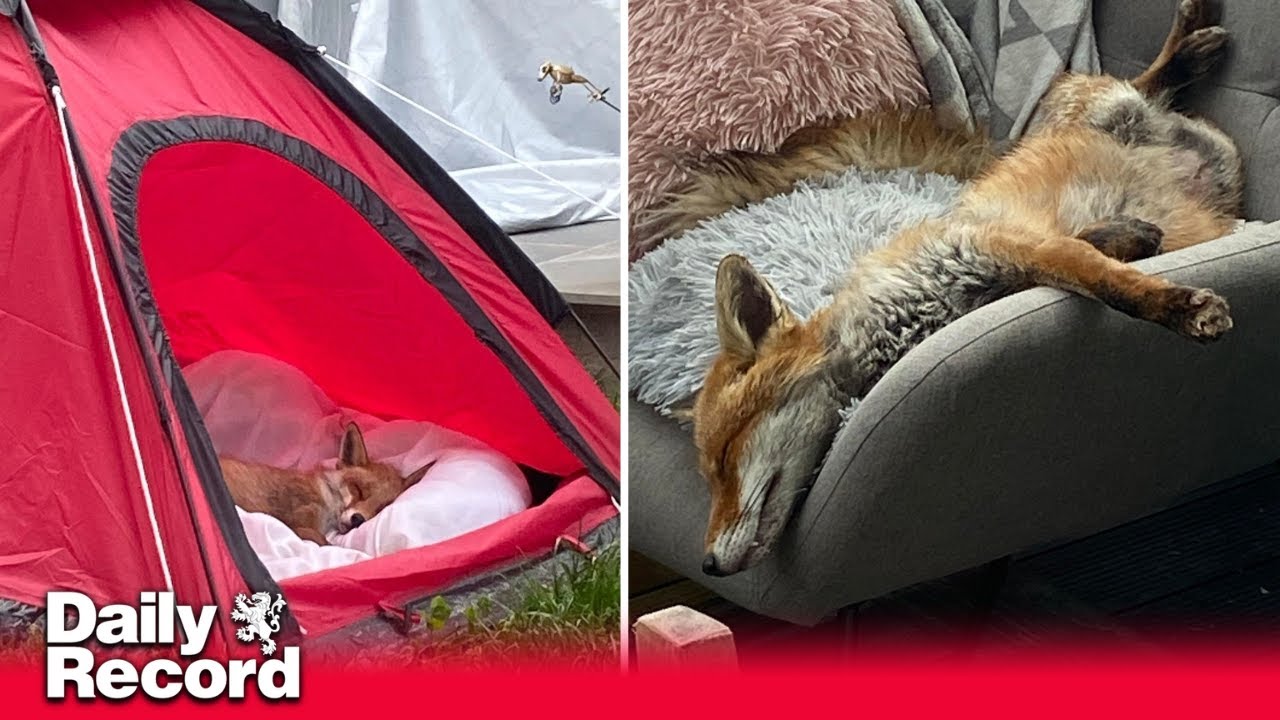 Injured fox take refuge in Glasgow family home - YouTube