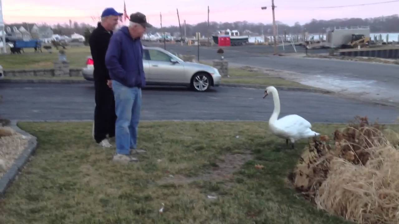 Mean Goose! - YouTube