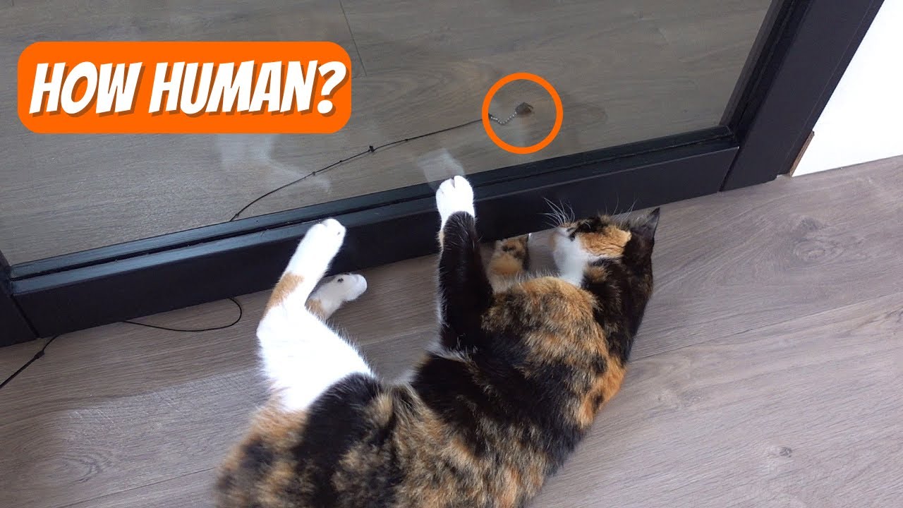 New Cat Intelligence Test - Glass Door Challenge - YouTube