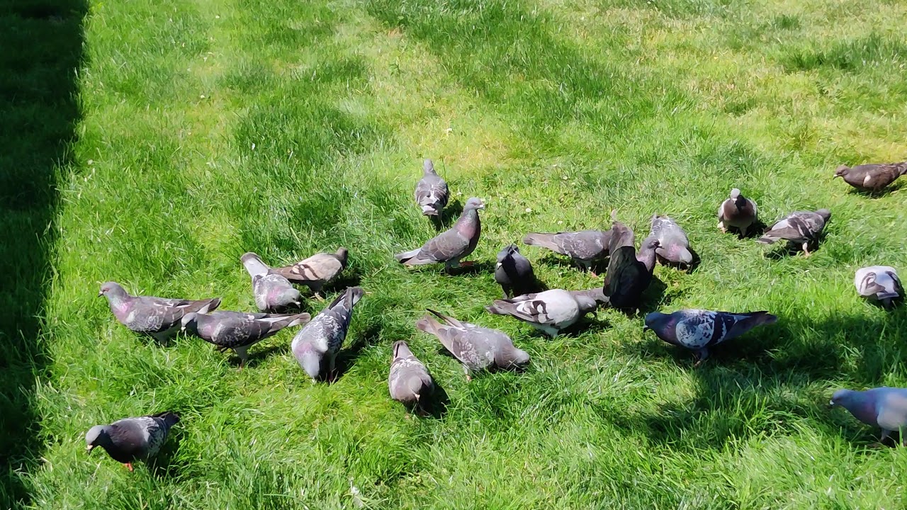 I've got my normal group of Pigeons back! 😇. Hanging out with the ...