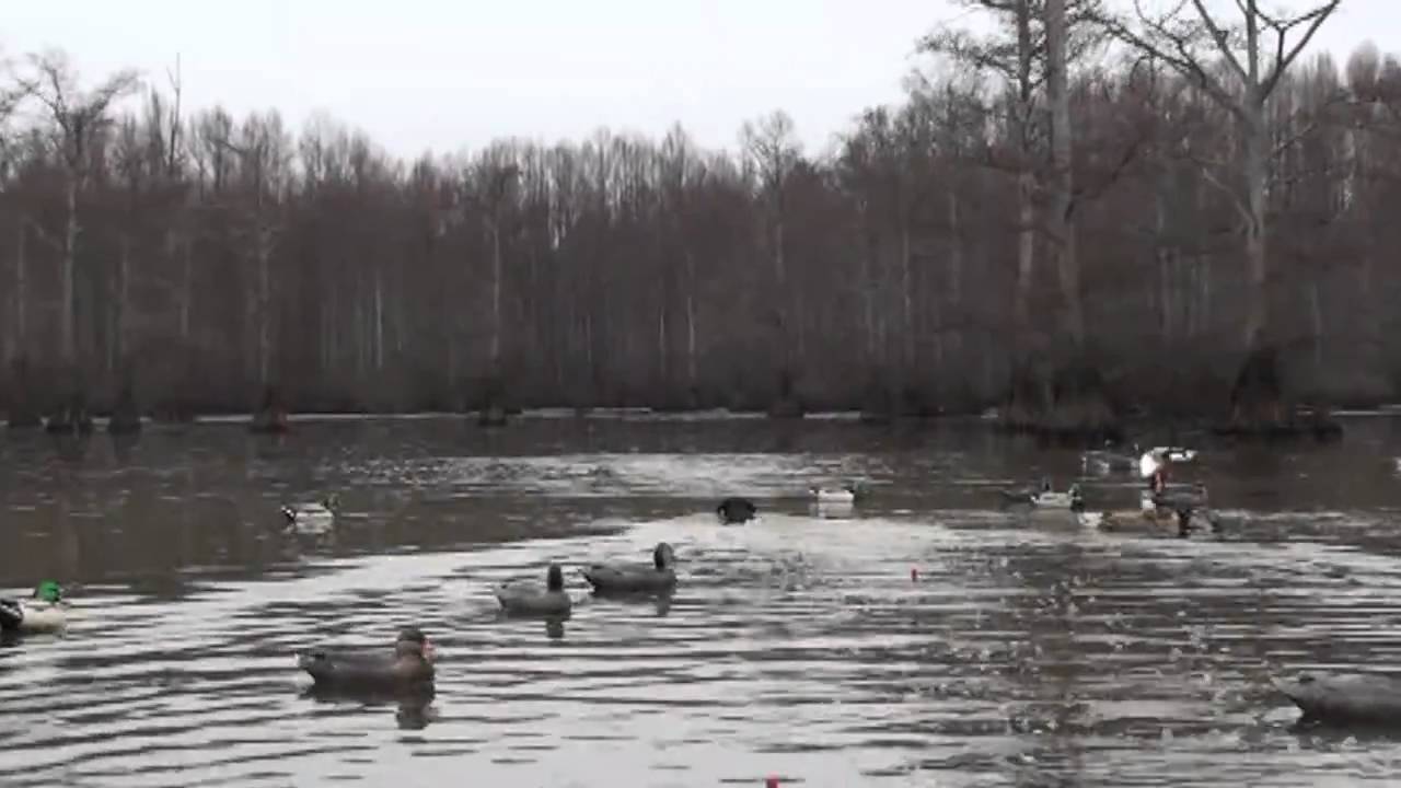 Tigrett Speckle Bellies - YouTube