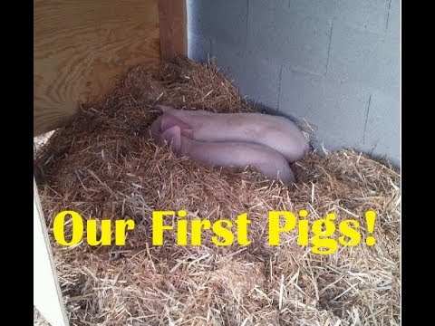 Our First Pigs! - YouTube